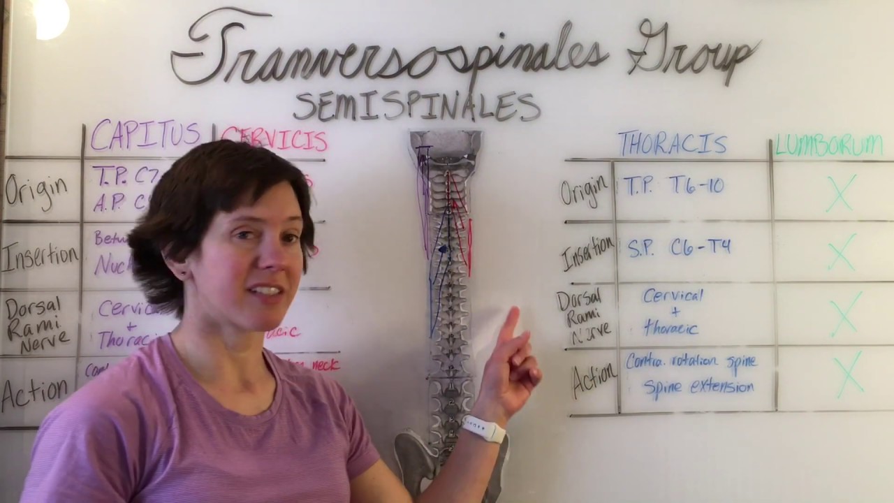 Transversospinalis Transversospinales: Semispinales Anatomy YouTube