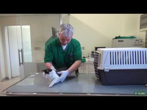 cat ovariectomy - YouTube