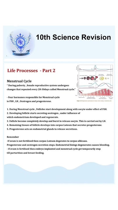 Menstrual Cycle Class 10 Imp Q Menstrual Cycle Explained Life Process Last Minute