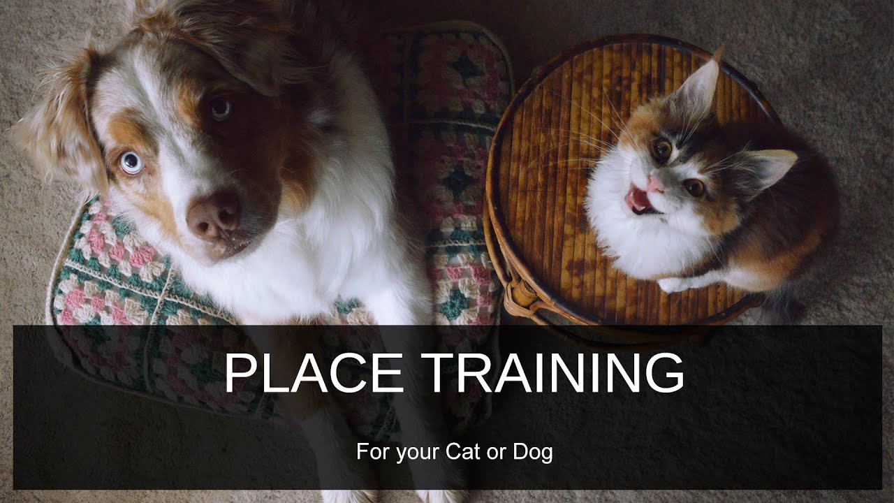Place training - dog/cat training - YouTube