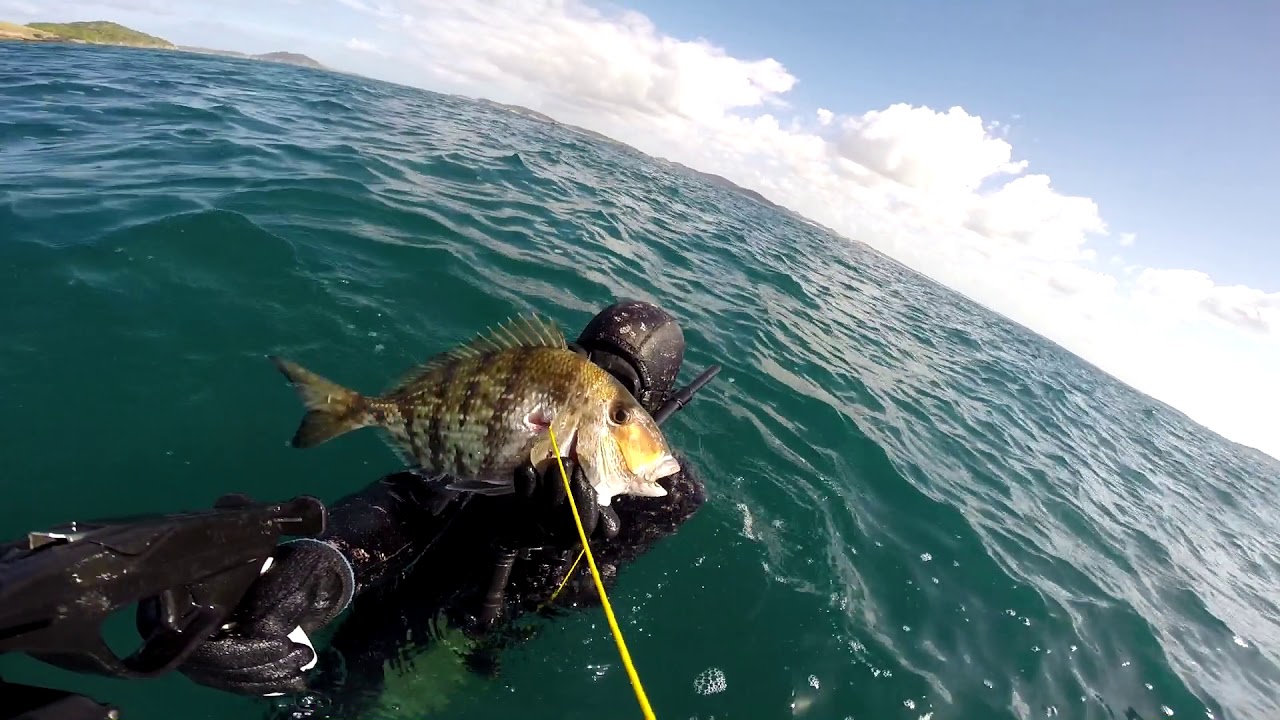 Pesca Sub - Pargo-pena, Pitangola e Graçainha (em água turva) junho ...