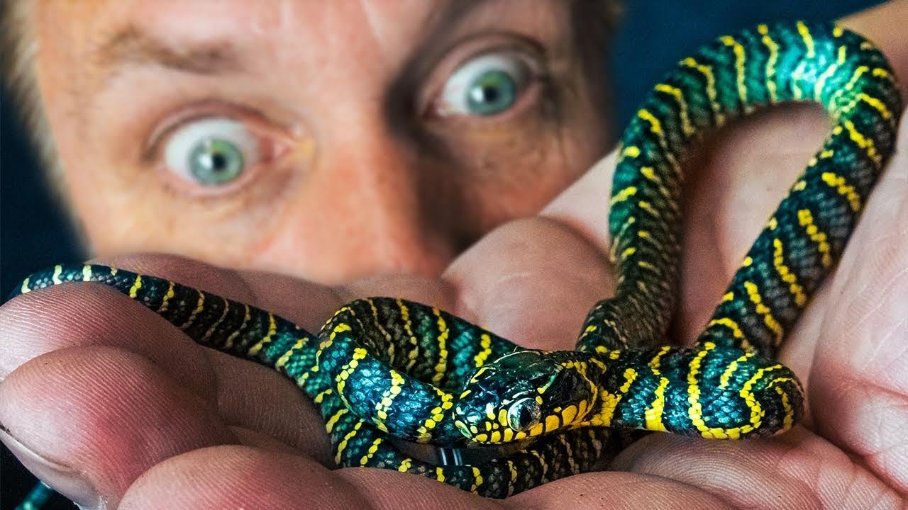 TOOK 10 YEARS TO GET THESE DREAM SNAKES!! | BRIAN BARCZYK - YouTube