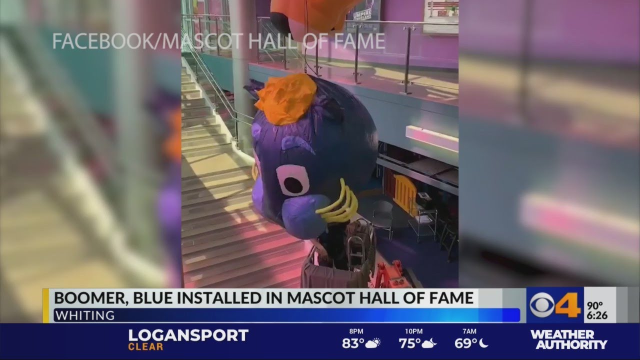 Boomer, Blue installed in Mascot Hall of Fame - YouTube