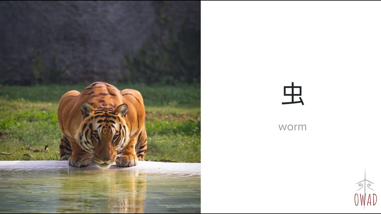 Worm (虫) | S5E19 | OWAD Learning Mandarin Chinese - YouTube