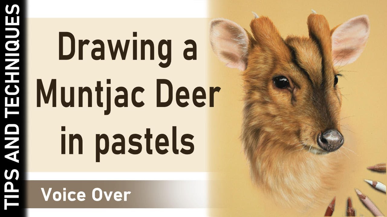 HOW TO DRAW A DEER (MUNTJAC) IN PASTELS | PASTEL TIPS AND TECHNIQUES ...