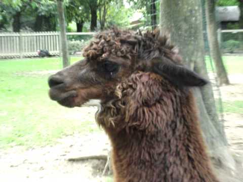 Crazy Lama! - YouTube