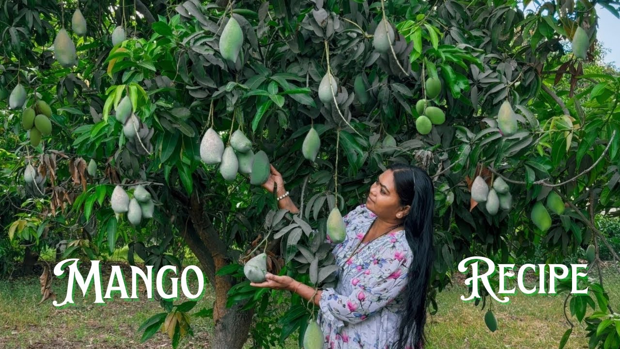 🥭Fresh Farm Green Mango Recipe 🫕 | Cuisine, Pickle, Sweets, Sherbet ...
