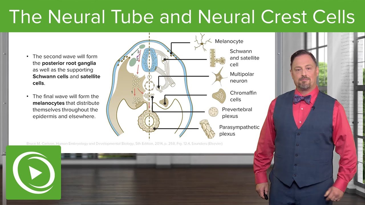 The Neural Tube And Neural Crest Cells The Head Neck Area the-neural-tube-and-neural-crest-cells-the-head-neck-area