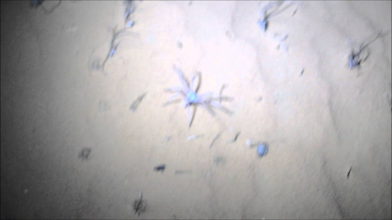 Huntsman spider, Cerbalus sp. - מברישן מהמין Cerbalus - YouTube