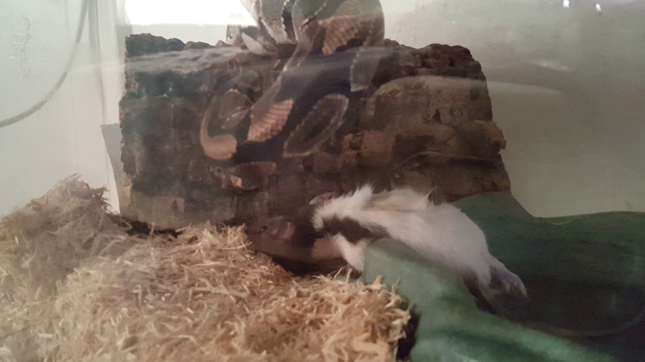 Ball Python vs Rat - YouTube