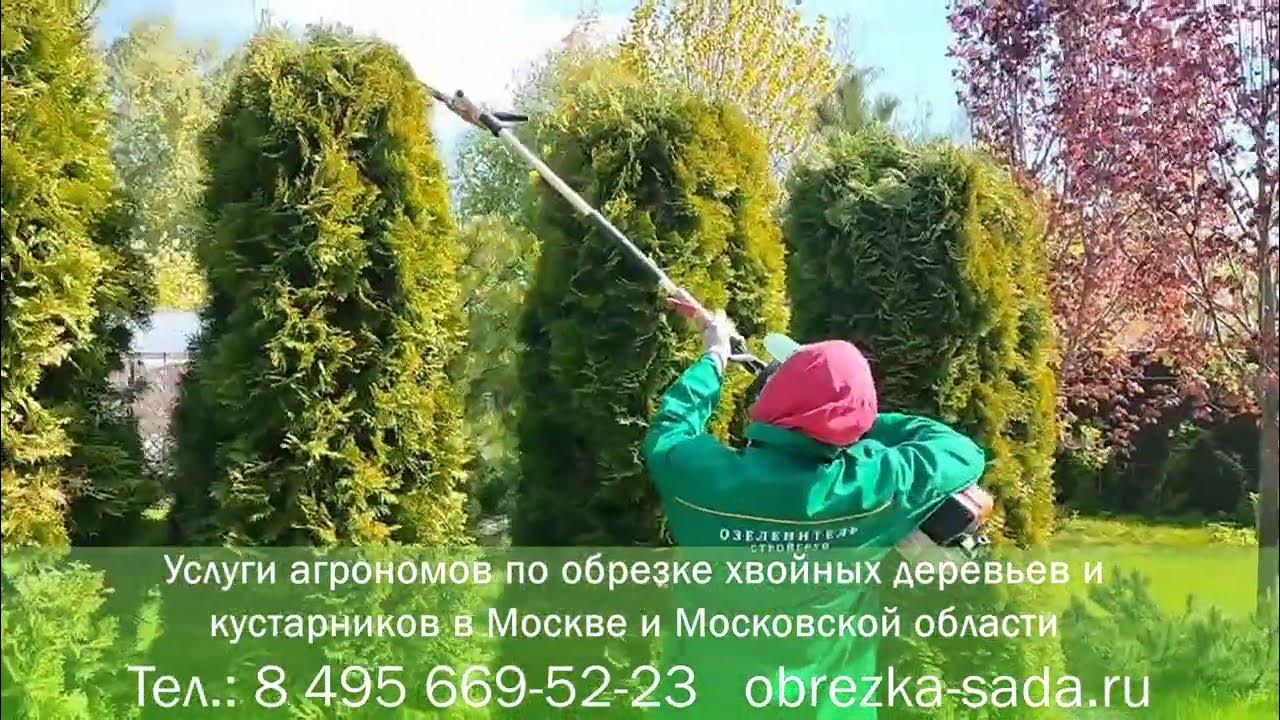 Обрезка и формирование хвойных деревьев и кустов на даче. Заказать ...