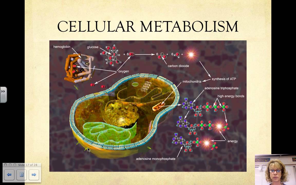 AP Biology Metabolism Ch.8 cvitale - YouTube