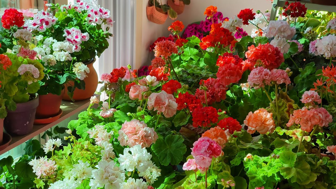 골드잎 제라늄들 2020/05/20 Gold leaf Pelargoniums. Geranium. - YouTube