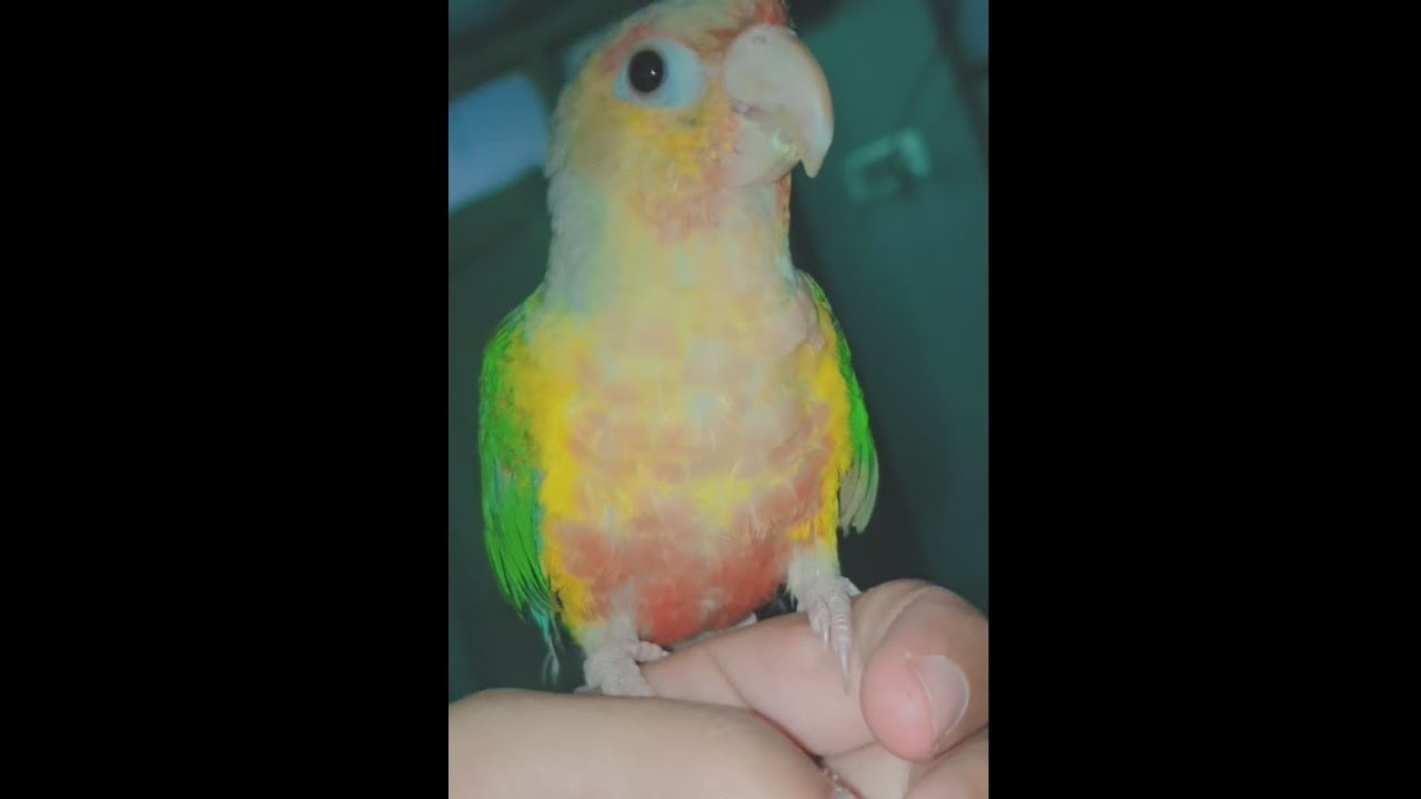 Hand Tame Pine Apple Conure .#How to hand Tame A conure Bird #Conure # ...