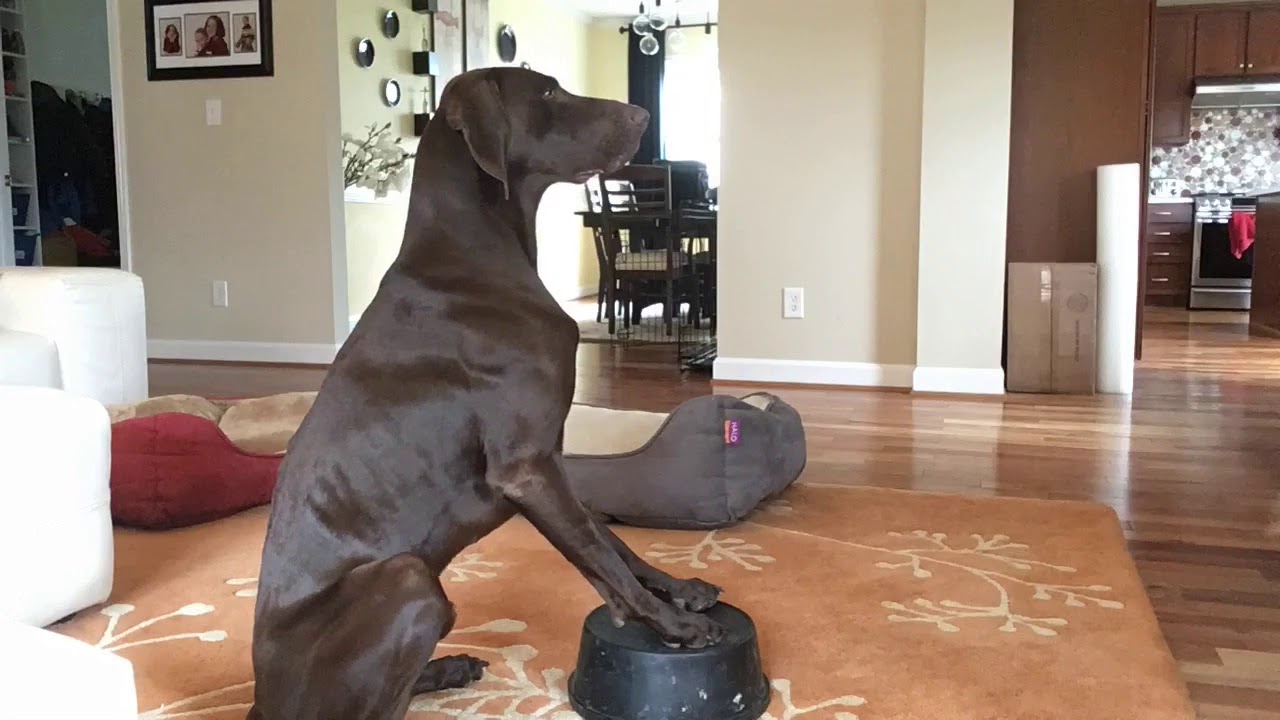 Cooper perch + sit/stand 04022018 - YouTube