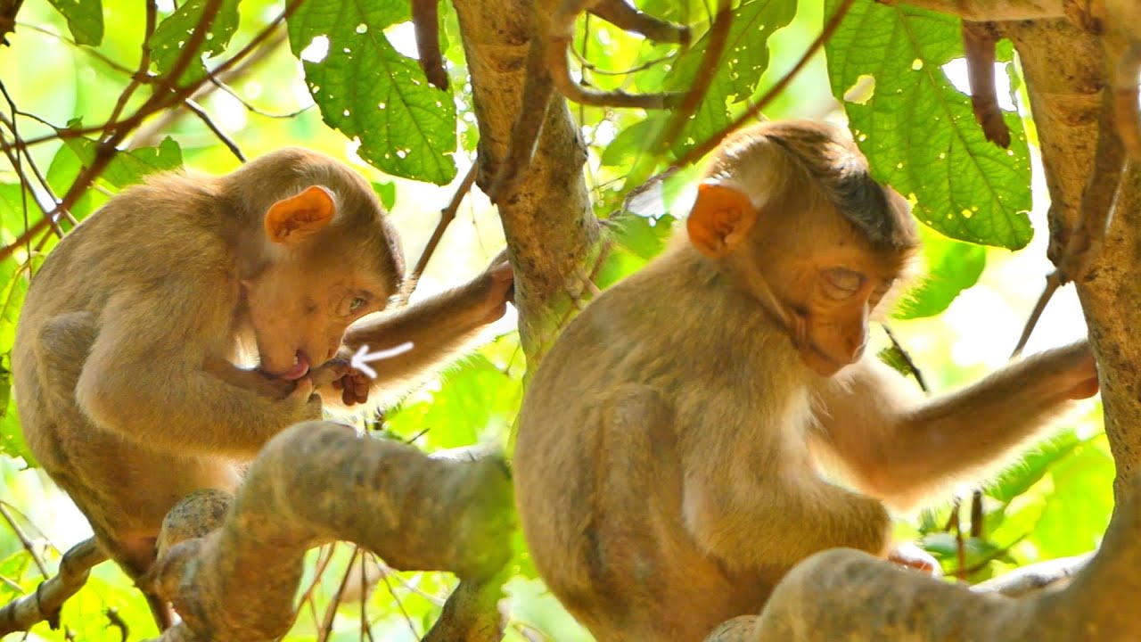 Look so sad-ne-ss...Po-or Baby monkey SARO stay alone waiting mom ...