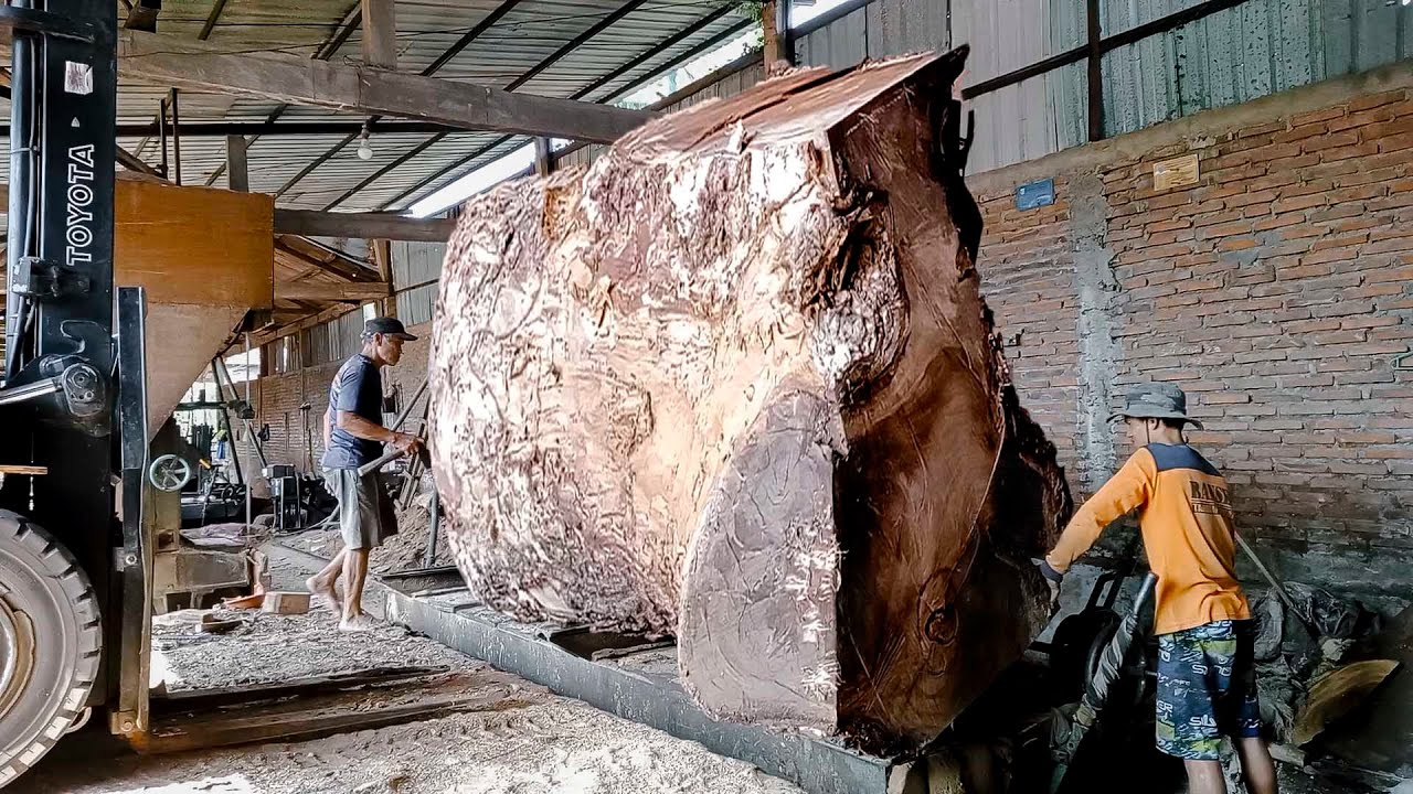 Fakta alam !! kayu trembesi gembel dengan serat sangat esotik digergaji ...