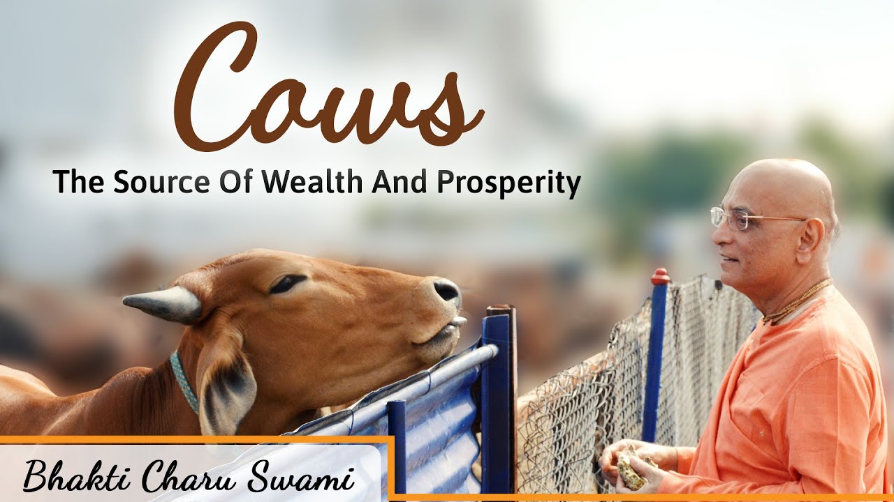 Cows - The Source of Wealth and Prosperity | HH Bhakti Charu Swami ...