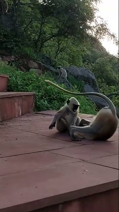 Animal Fight Monkey Fight | monkeys fighting with other group | Langur ...