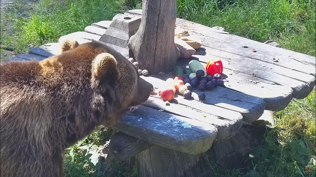 Лакомится арбузом и фруктами - YouTube