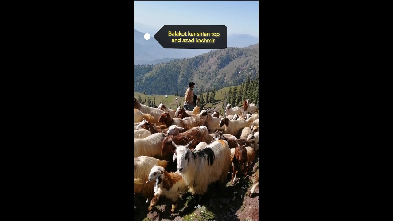 Bakarwal Life in Pakistan Kanshian Top and AJK |Bakarwal Tribe of ...