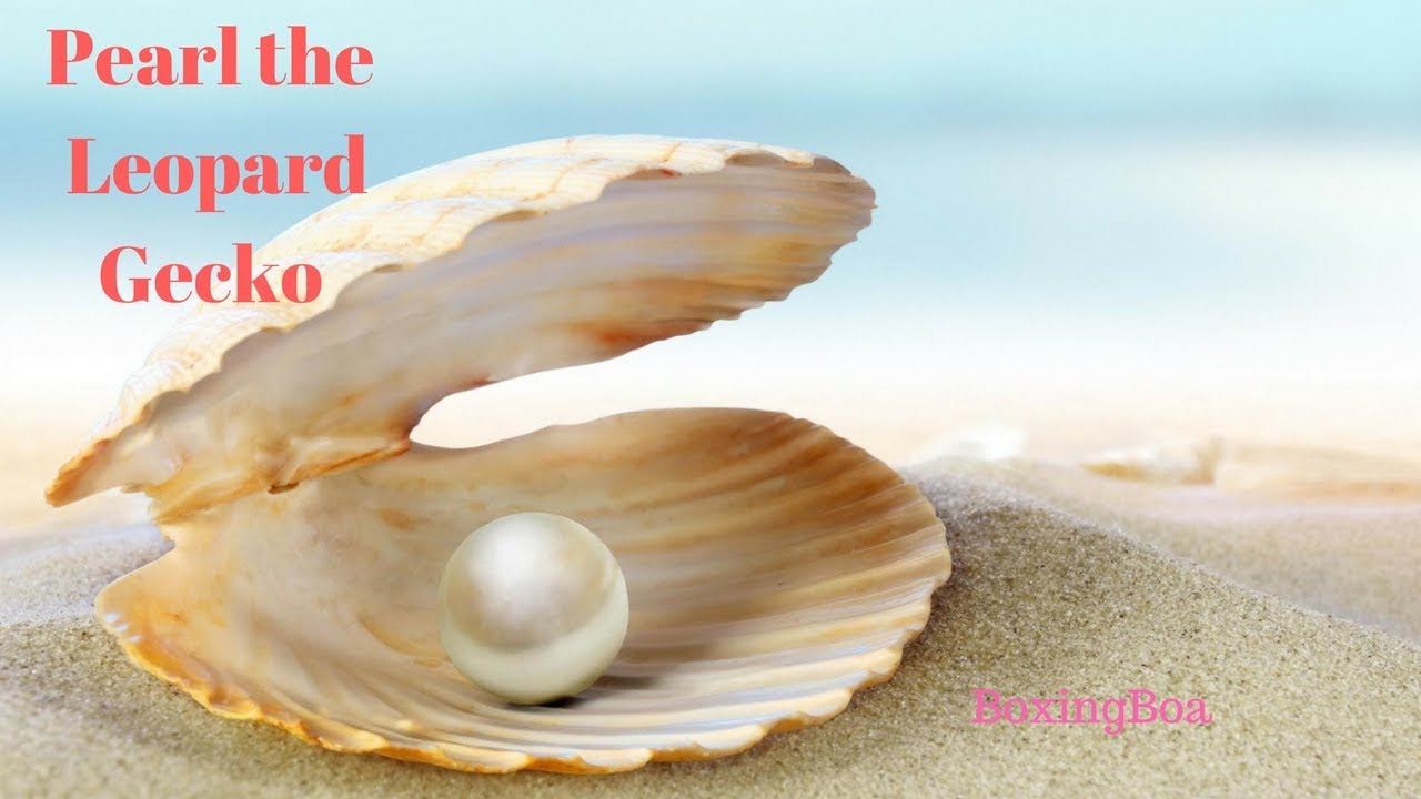 Pearl the leopard gecko - YouTube