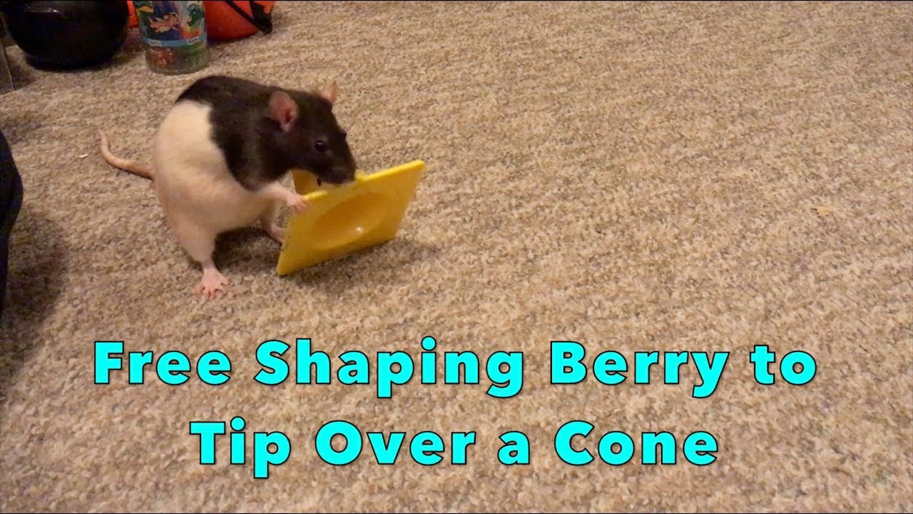 Clicker Training w/Rats: Free-Shaping A Rat To Tip Over A Cone - YouTube