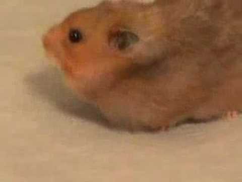 Hamster (Funny)