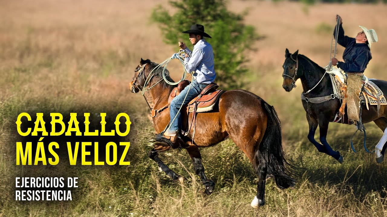 Mi caballo CORRE MÁS RAPIDO gracias a este entrenamiento… - YouTube