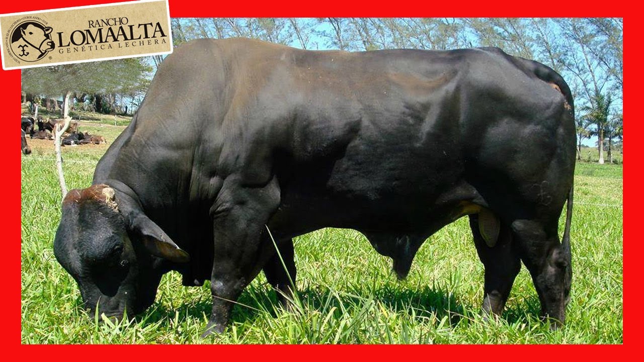 Suiz-bu Lechero, Carne + Leche + Rusticidad. - YouTube