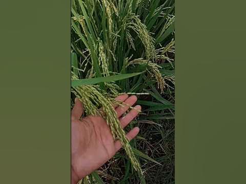 PADI UMUR 75 HST CIHERANG MIX INPARI 32 #shorts - YouTube