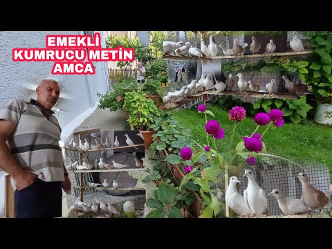 KUMRU CU EMEKLİ METİN AMCANIN GÜLEN KUMRU ÜRETİMHANESİNDEYİZ BEBEK GİBİ SEVİLEN KUŞLARLA