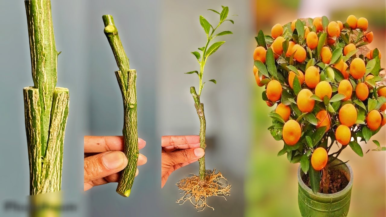 Growing Lemon And Orange Tree Cutting And Grafting On One Branch - YouTube