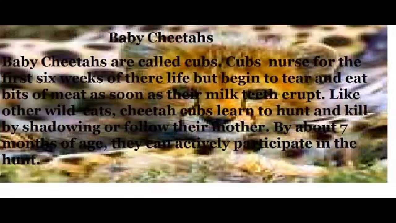 My Cheetah Writing - YouTube