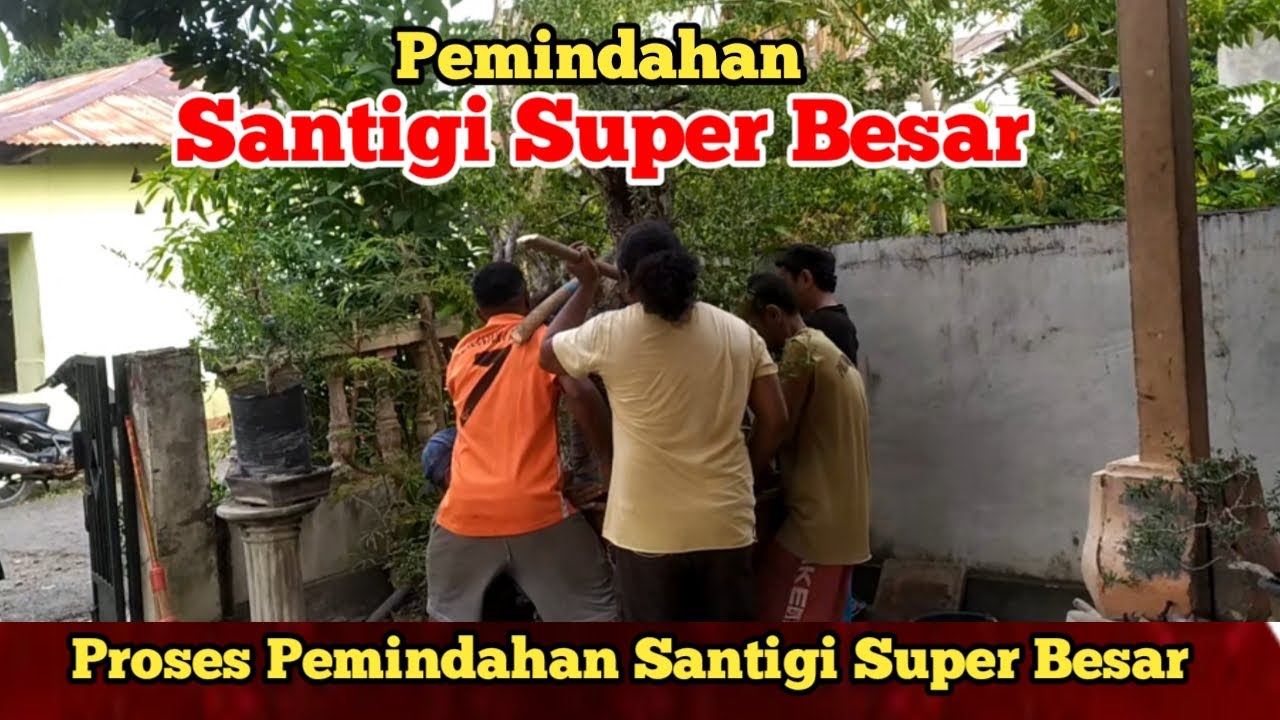 Pemindahan Santigi Super Besar Milik Abang Yanto Kamba #santigi # ...
