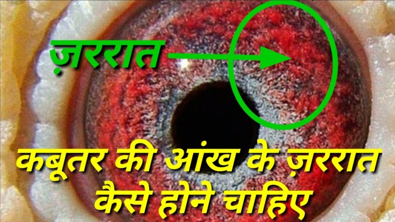 Kabutar ki aankh ke zarrat kese hone chahiye ! - YouTube