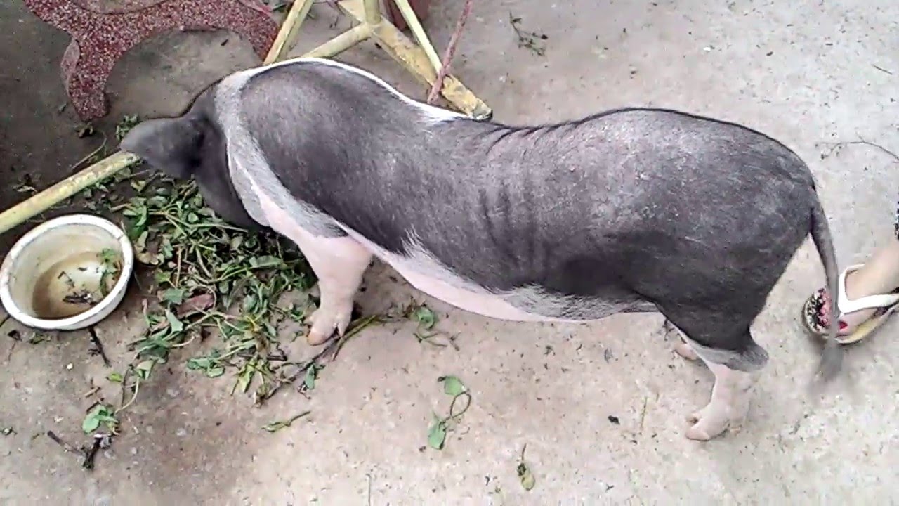 Cách nuôi heo mọi nhanh lớn - YouTube