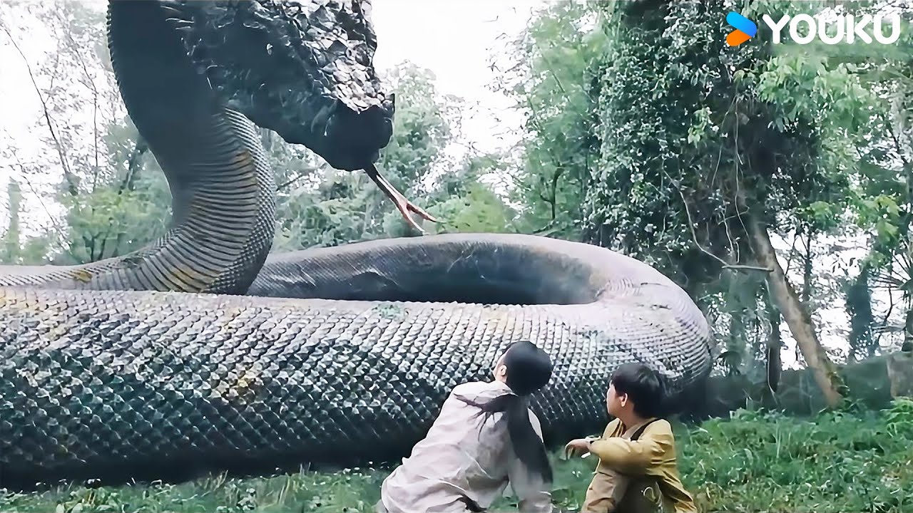The grateful snake aids the boy against dinosaurs! | Snake 3 | YOUKU ...