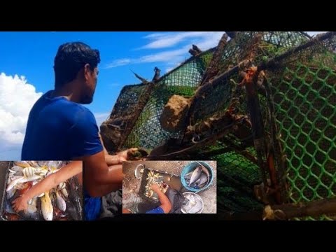 Jackpot ng surahan fish at sinaw-an fish #fishtrap #seafood #fish - YouTube
