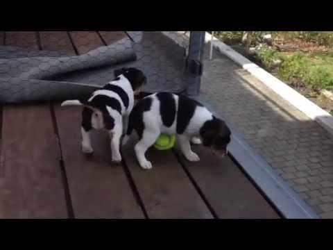 Balder og Sola leger - YouTube