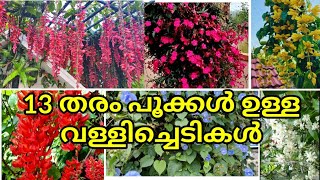🔥Top 13 Creepers/Climbers/Vines || Top flowering creepers || rose🔥