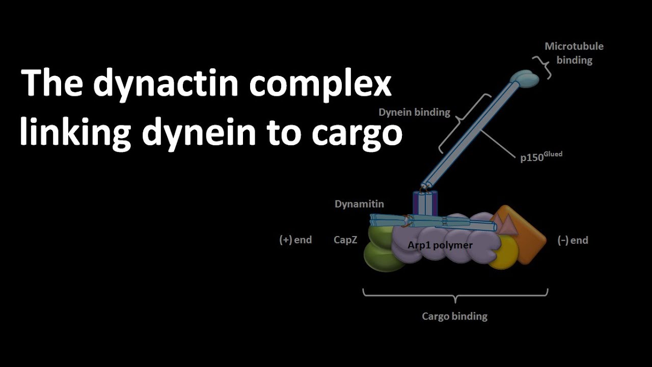Dynactin complex linking dynein to cargo - YouTube