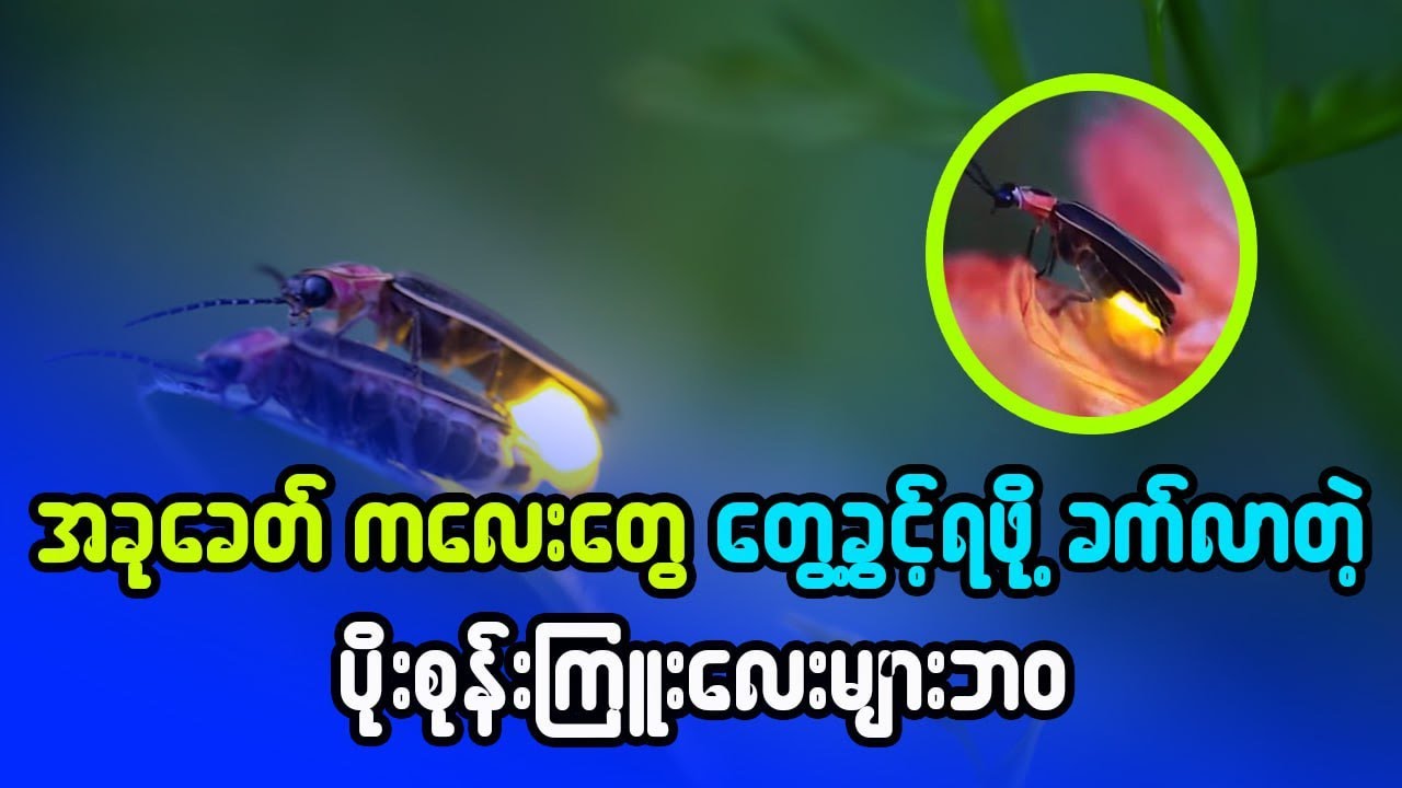 အခုခေတ်ကလေးတွေ တွေ့ခွင့်ရဖို့ခက်လာတဲ့ ပိုးစုန်းကြူးလေးများဘဝ 😮 Youtube