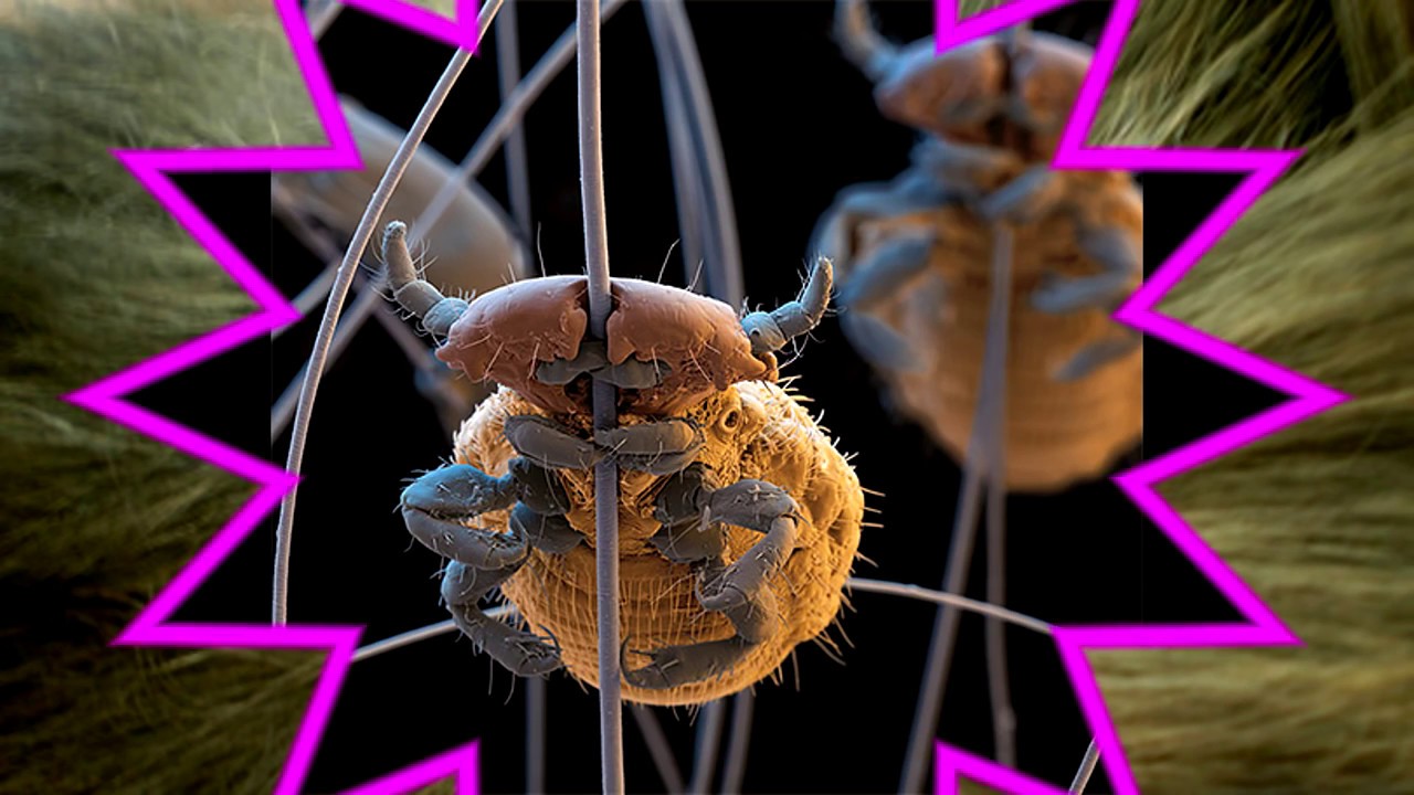 КАК ЛЕЧИТЬ МОРСКУЮ СВИНКУ ОТ ВЛАСОЕДОВ / ЛЕЧУ ТЕДДИ / ALISA EASY - YouTube