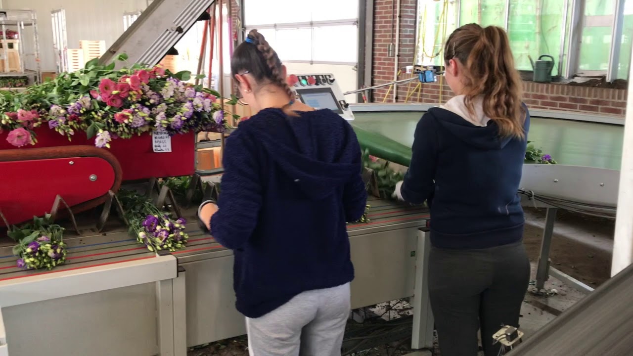 BTM T4100 Flower Bunching machine - YouTube