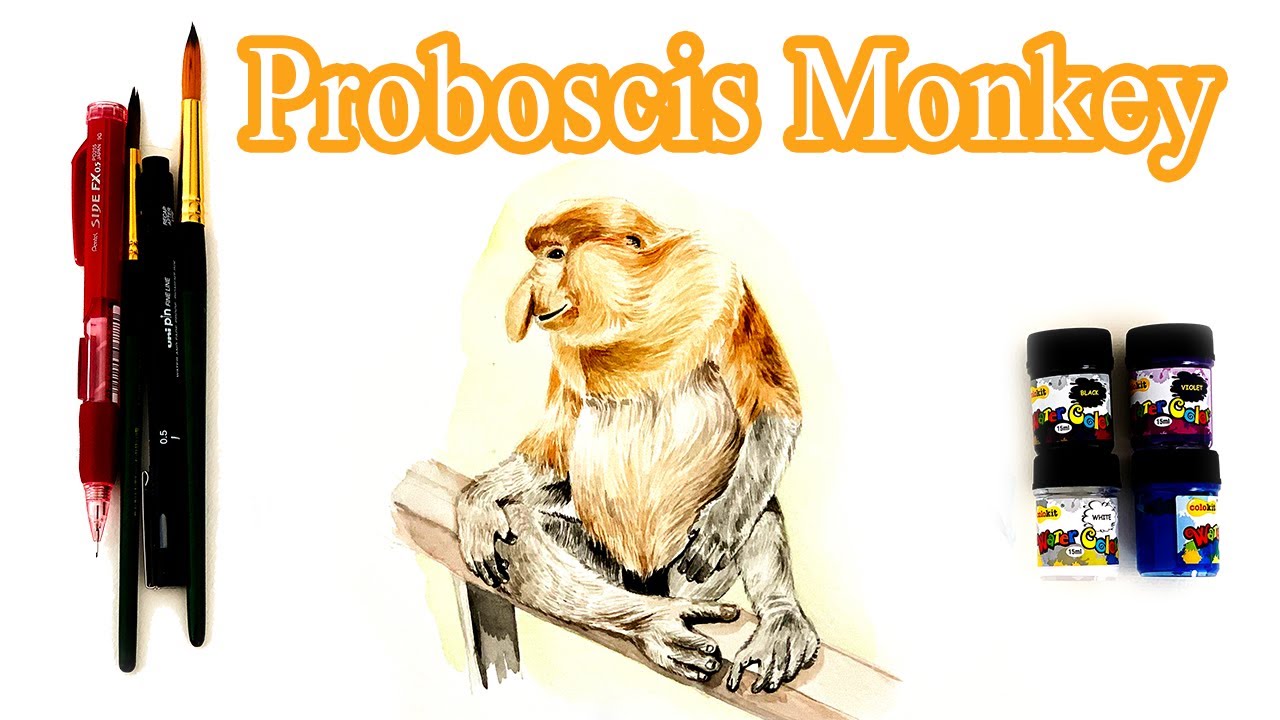 How to Draw a Proboscis Monkey - Cartoon Drawing - YouTube