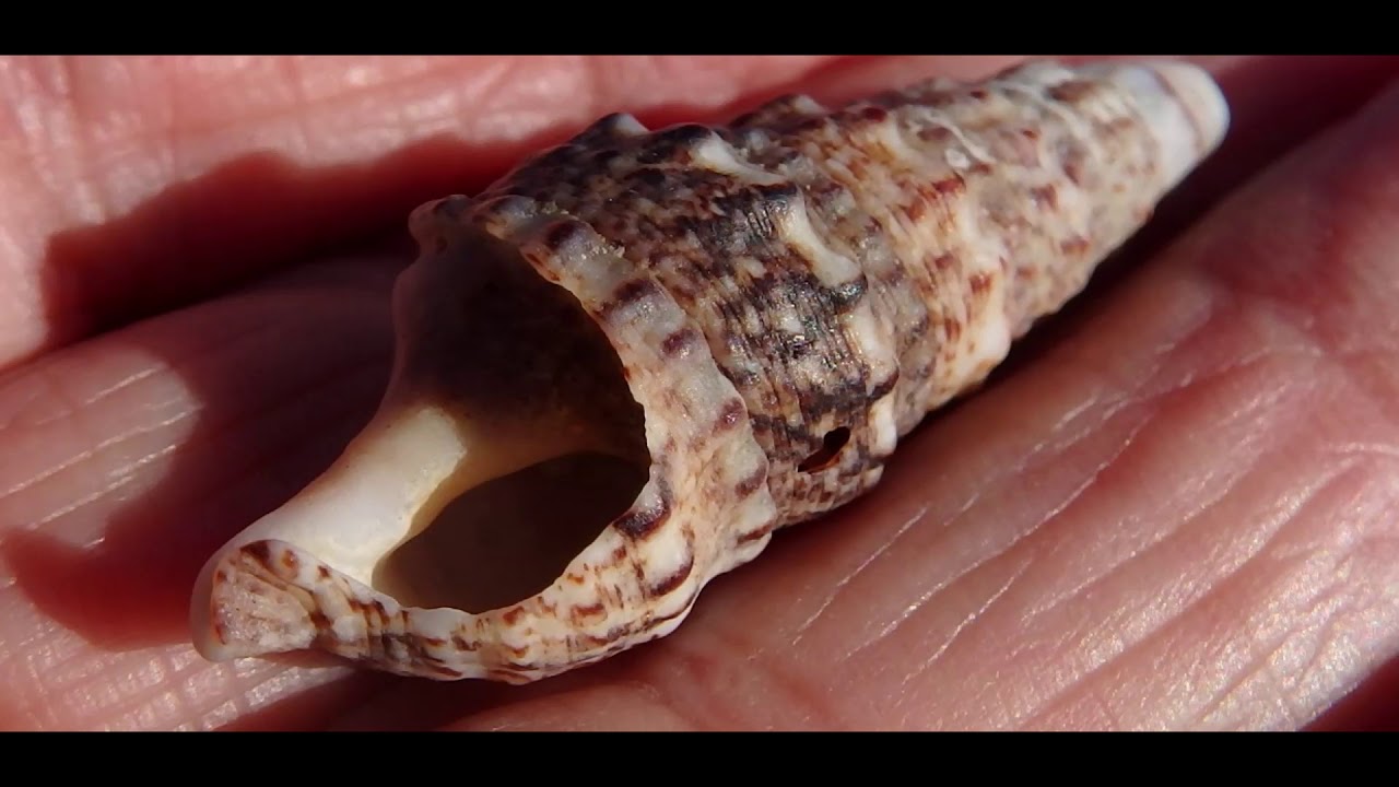 Cerithium vulgatum Greece by Theo Fotiadis - YouTube