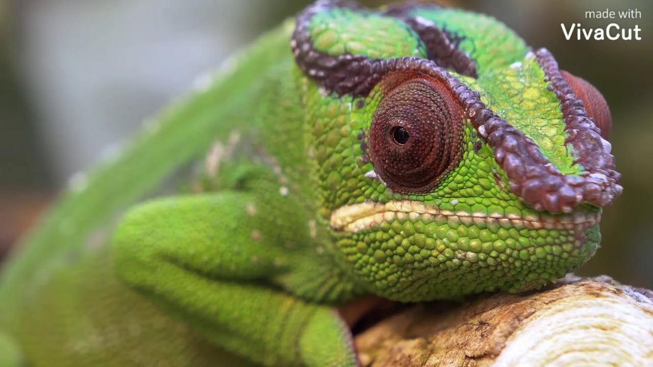 indian girgit animal name in english गिरगिट का नाम अंग्रेजी main kya ...