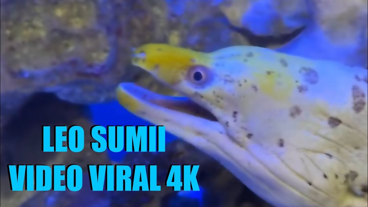 Fishing [Leo Sumii Video Viral 4K Part 33] AQUARIUM - YouTube