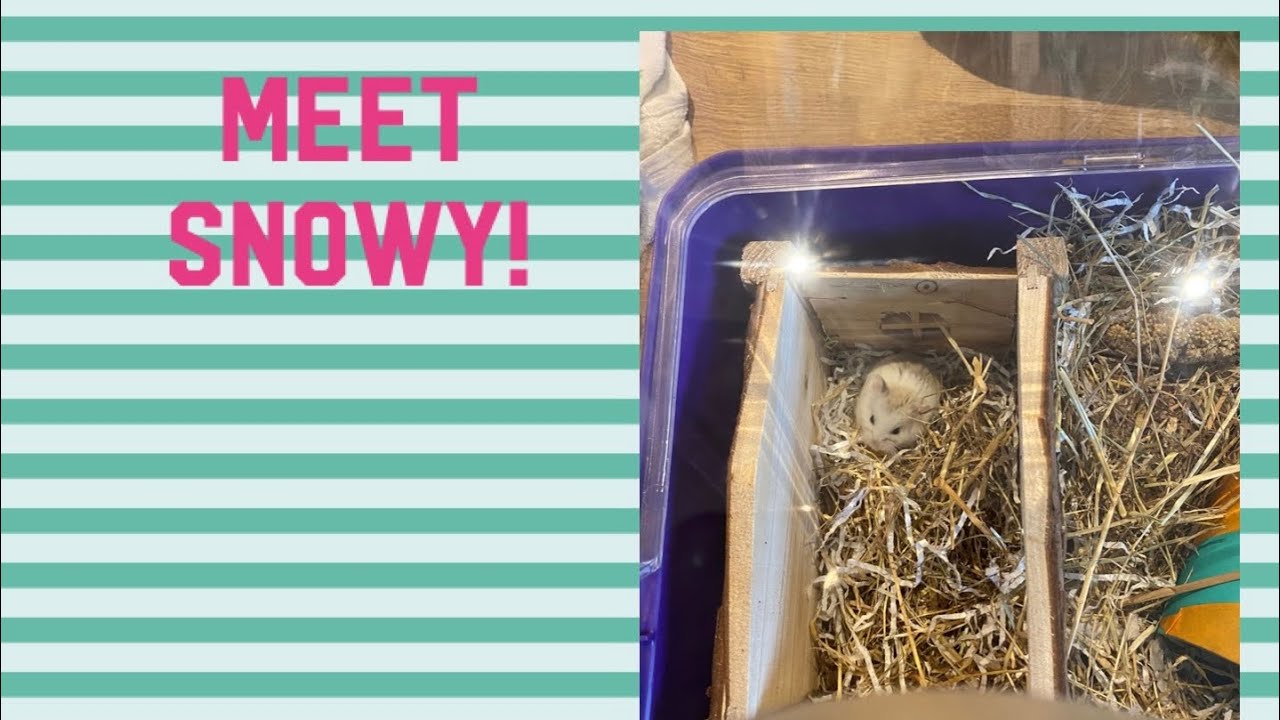 MEET MY DEWAF HAMSTER SNOWY! 🐹 - YouTube